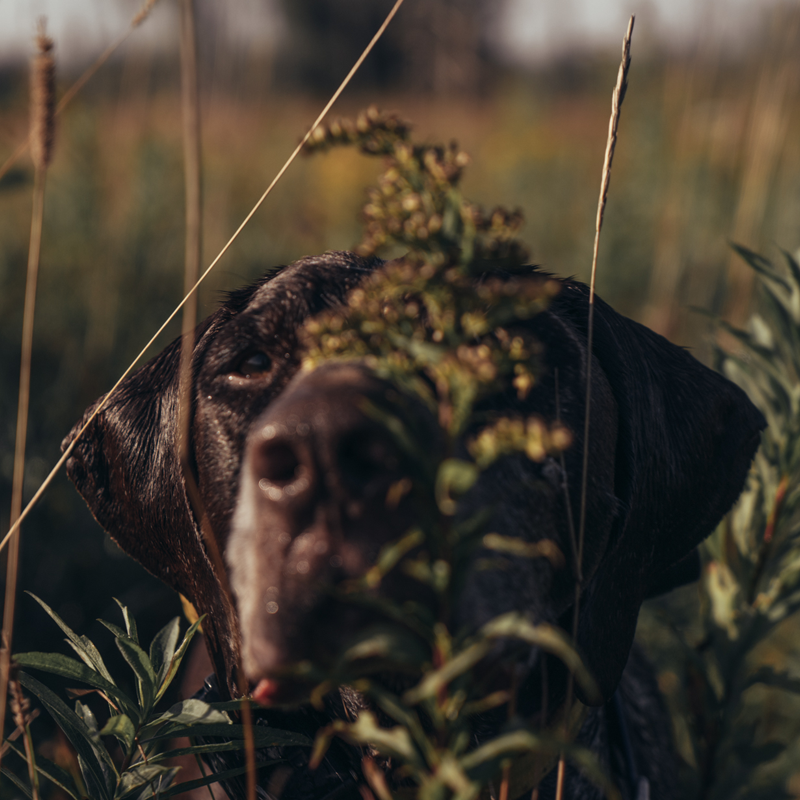 Events and Rates – Haymarsh Hunt Club